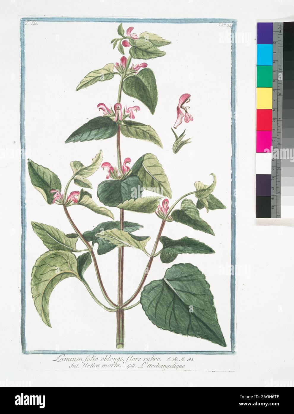 Page de titre de volumes 2-5 : Hortus Romanus secundum systema une ...