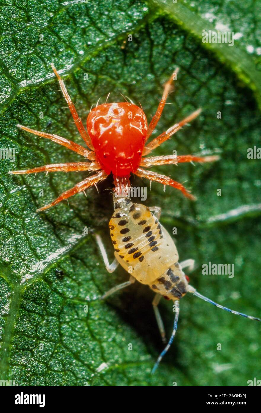 Acarien des fruits Banque de photographies et d’images à haute ...