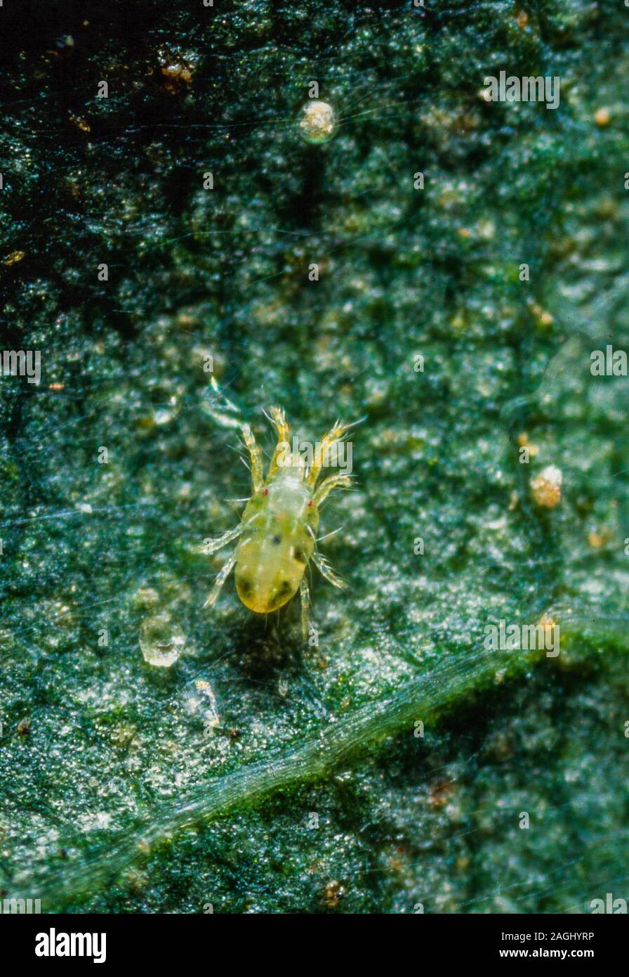 Tetranychus urticae Banque de photographies et d’images à haute ...