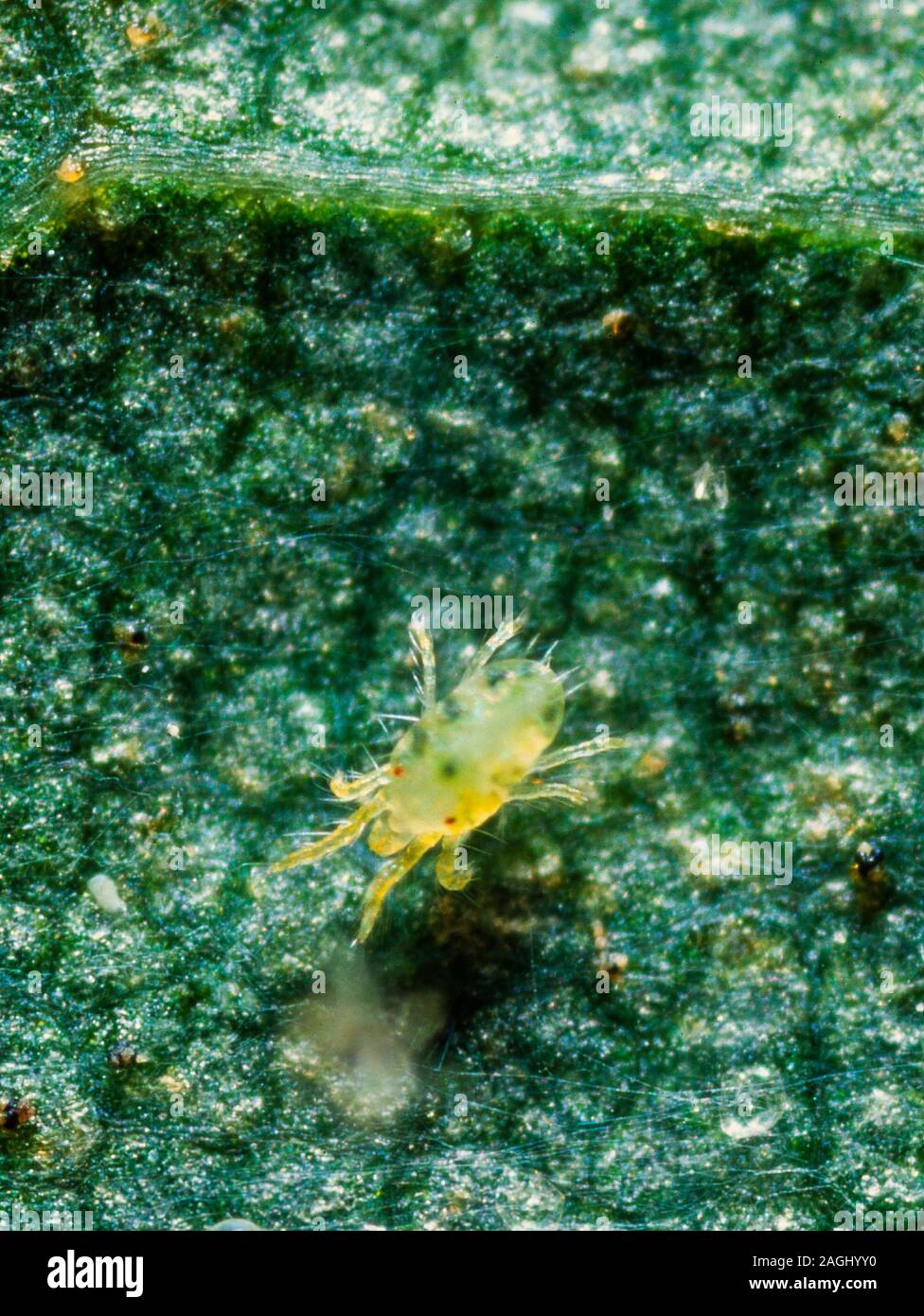 Tetranychus urticae Banque de photographies et d’images à haute ...