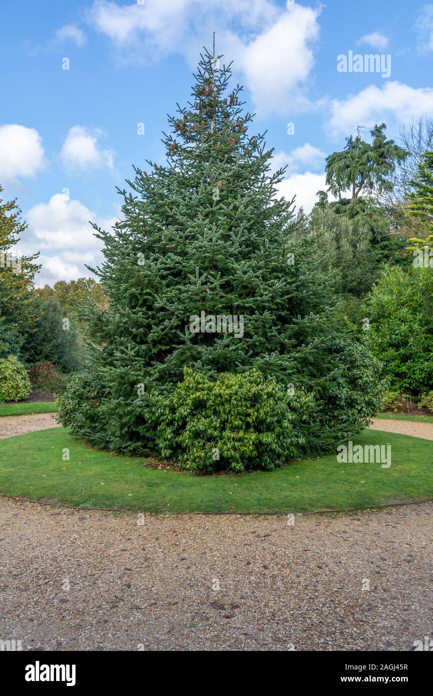 Beau sapin Banque de photographies et d’images à haute résolution - Alamy
