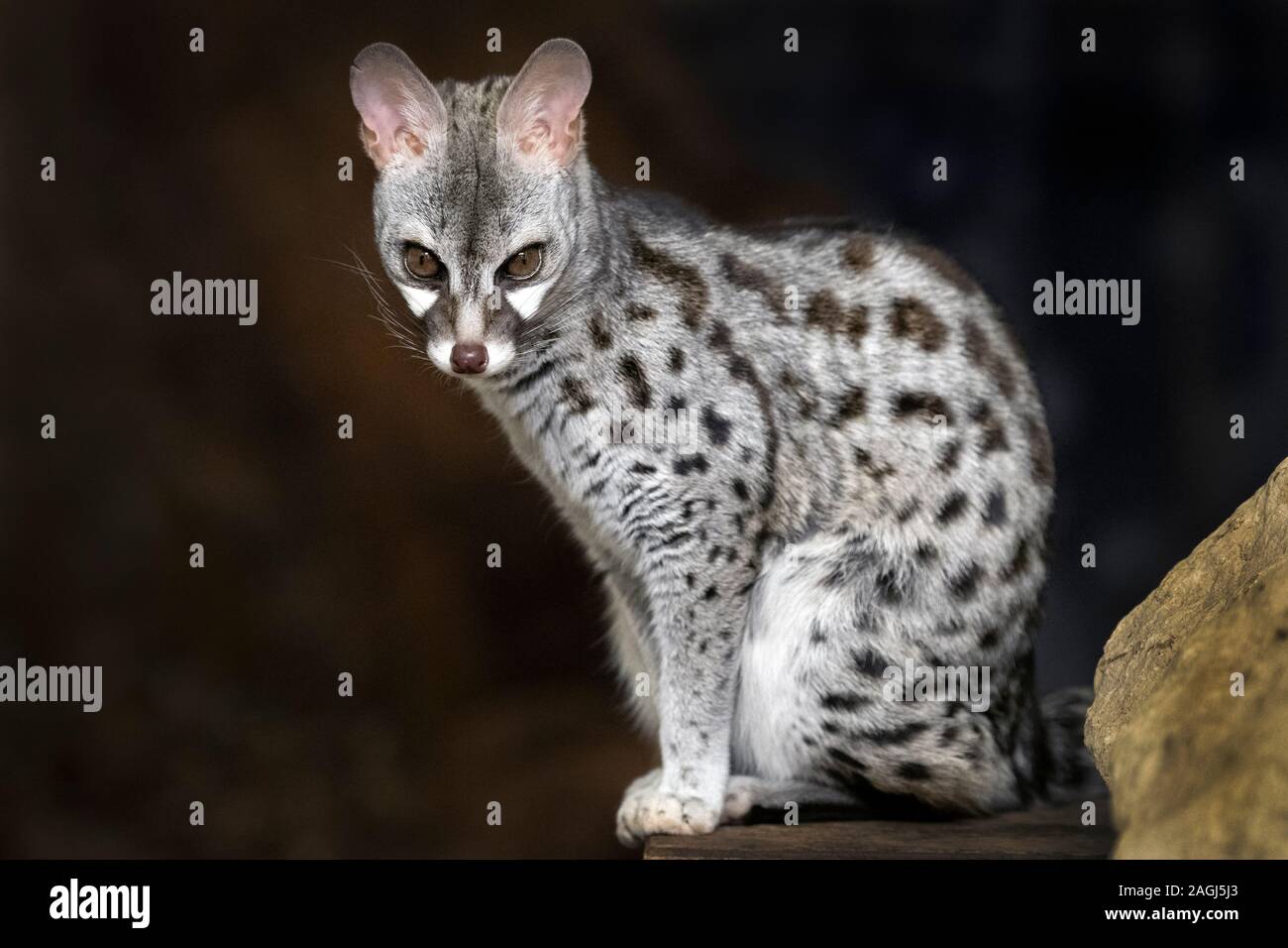 Genette commune Banque de photographies et d’images à haute résolution ...