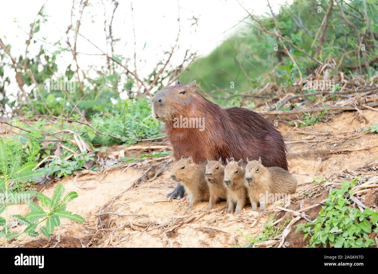 Capybara family Banque de photographies et d’images à haute résolution ...