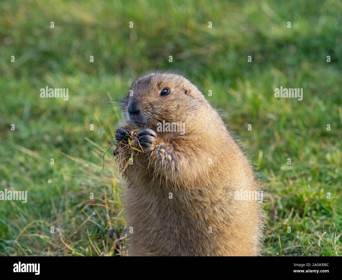Chien de prairie des plaines Banque de photographies et d’images à ...