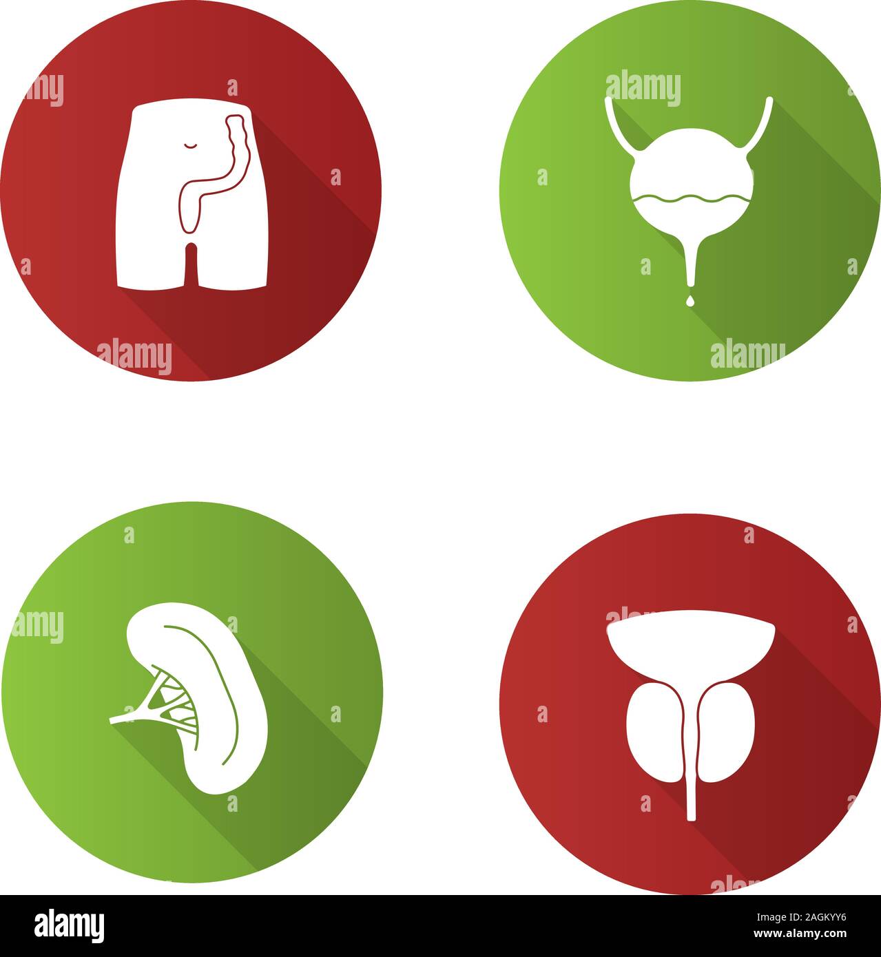 Les organes internes modèle plat long shadow glyphe icons set. Rectum ...