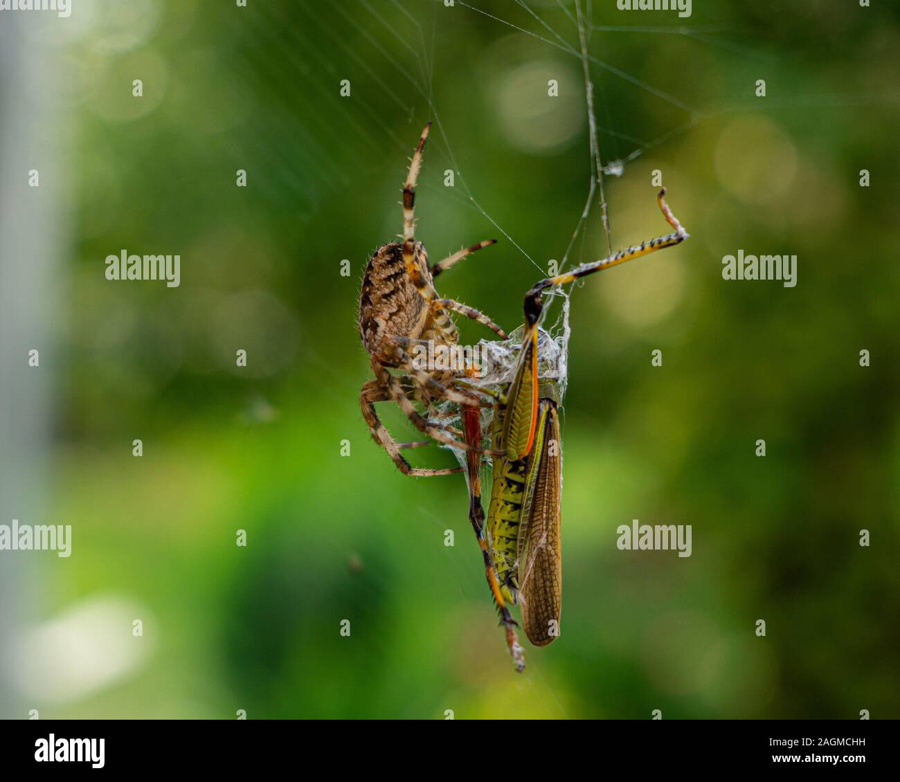 Araignée rouge et bleu sur fond blanc Banque de photographies et d ...