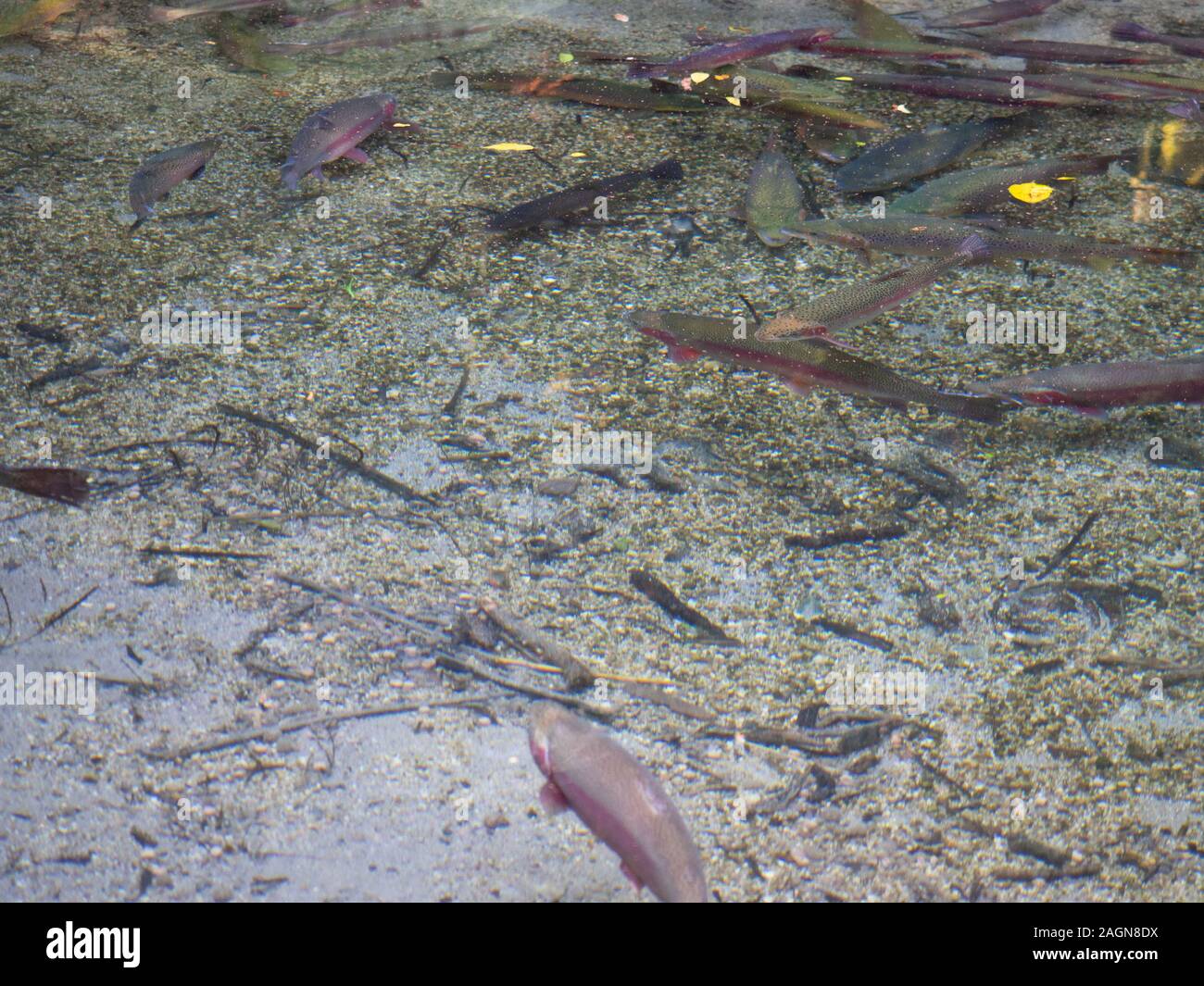 Poissons multiples Banque de photographies et d’images à haute ...
