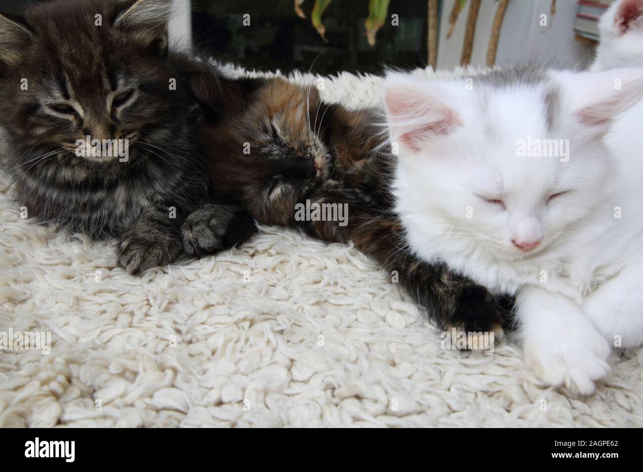 Chat croisé angora turc Banque de photographies et d’images à haute ...