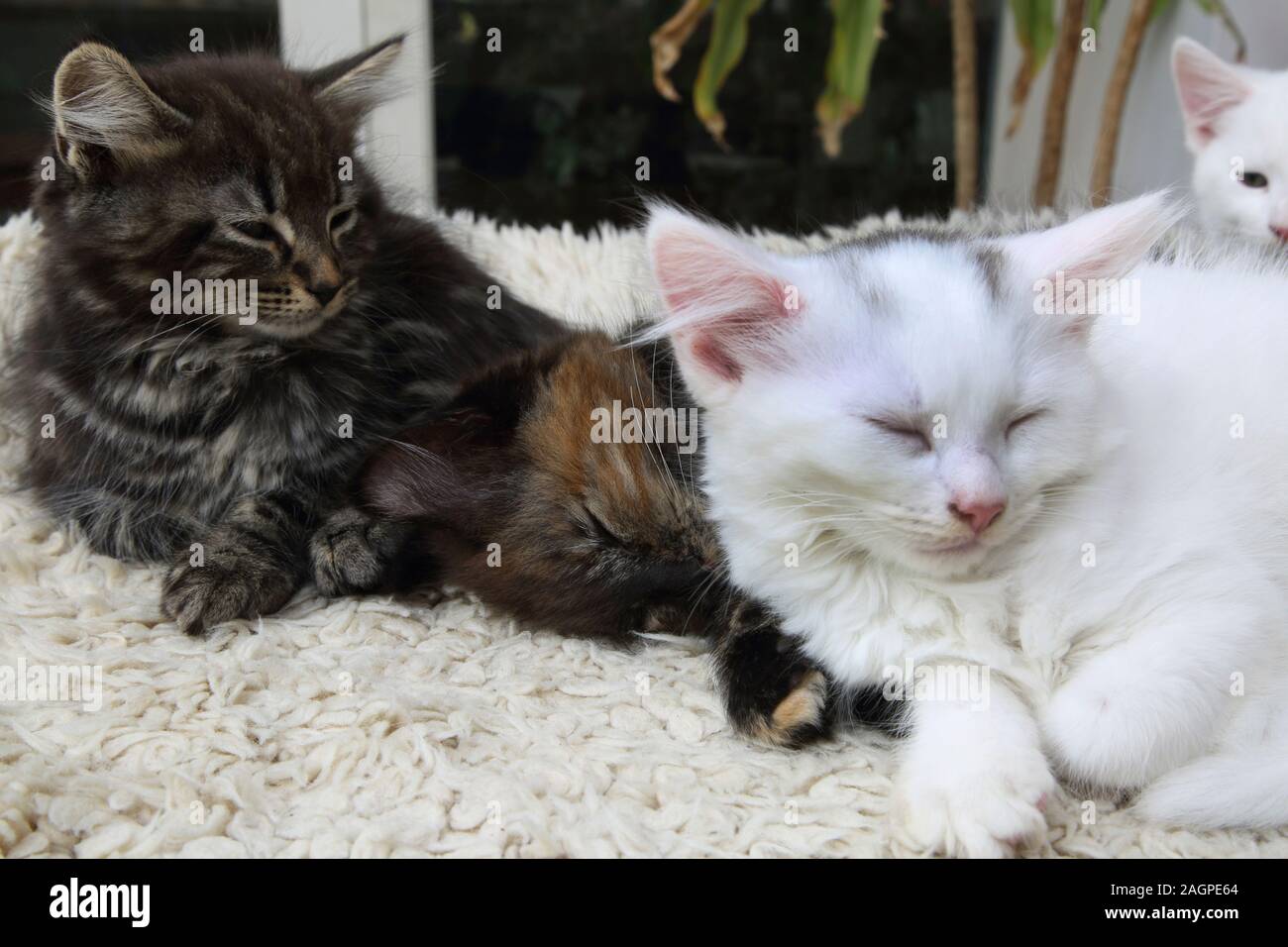 Turkish angora kitten Banque de photographies et d’images à haute ...