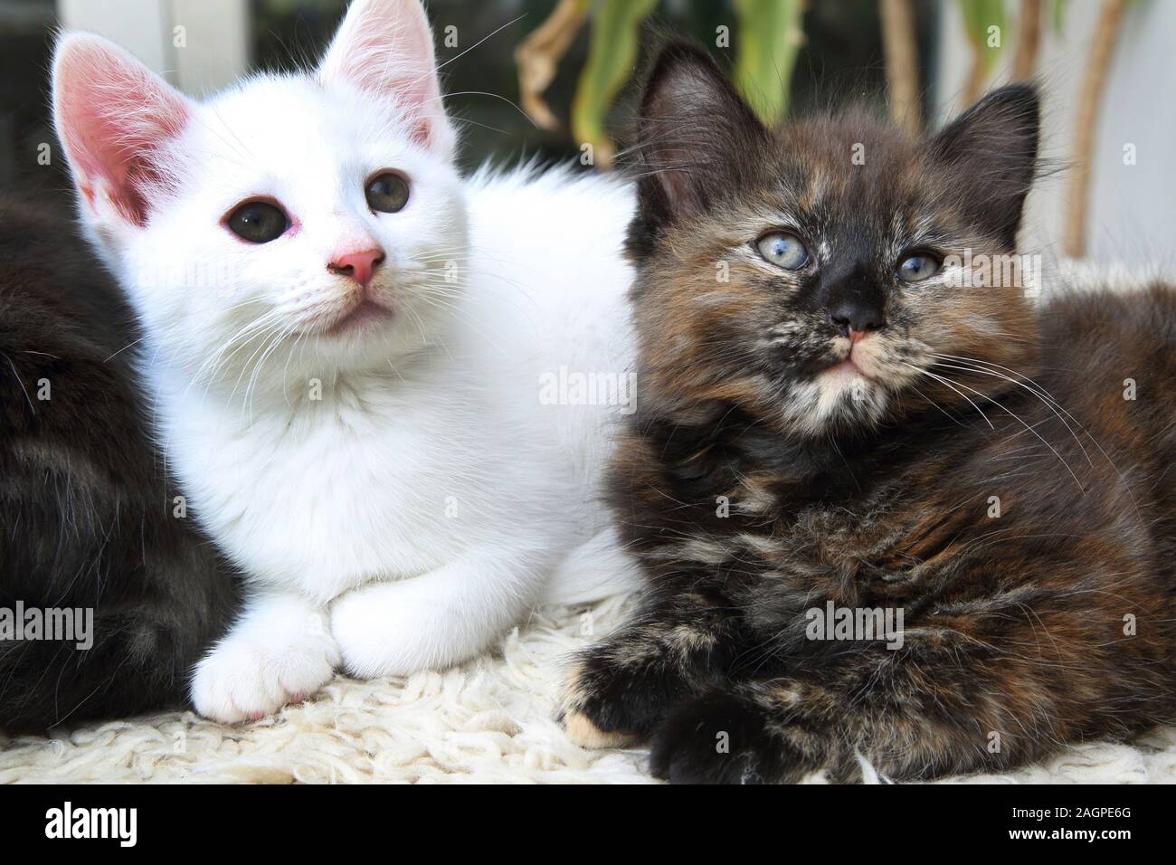 Chat croisé angora turc Banque de photographies et d’images à haute ...
