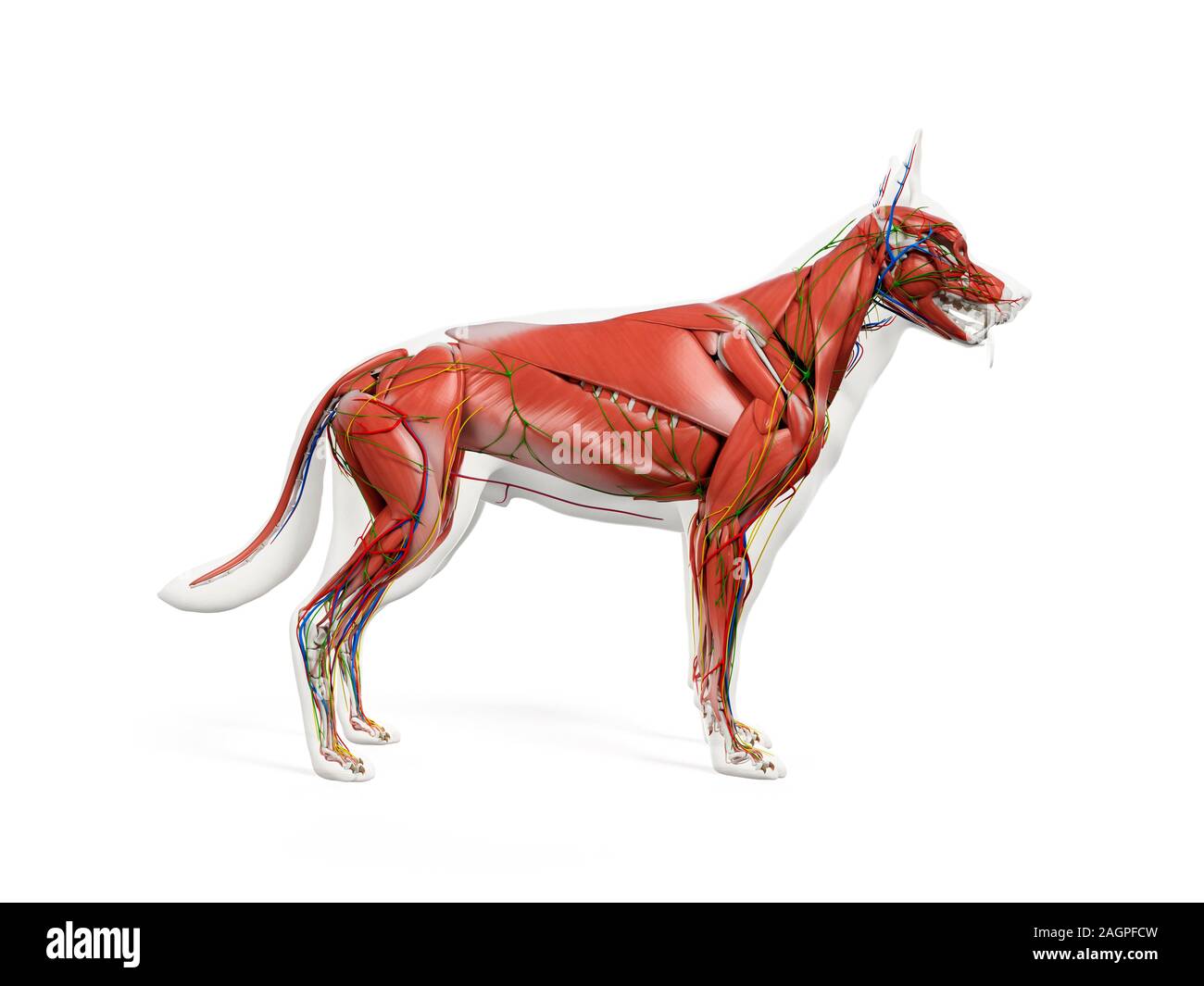 Anatomie chien Banque de photographies et d’images à haute résolution ...