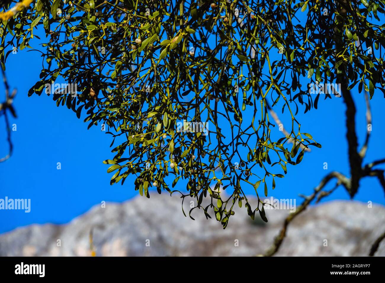Feuilles de gui Banque de photographies et d’images à haute résolution ...