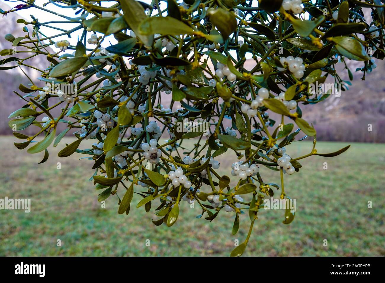 Feuilles de gui Banque de photographies et d’images à haute résolution ...