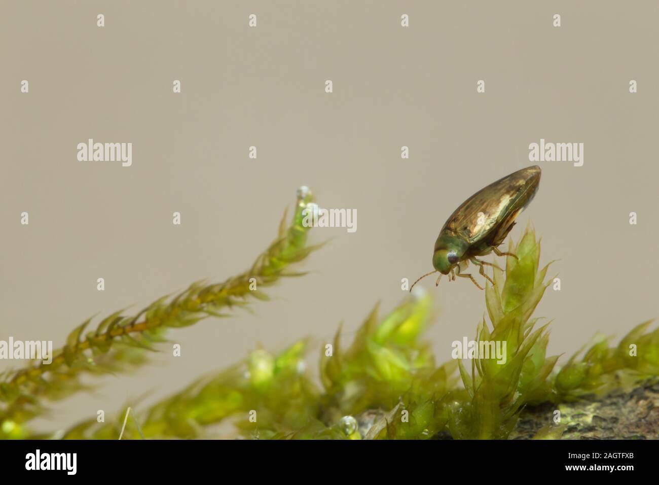 Laccophilus minutus Banque de photographies et d’images à haute ...