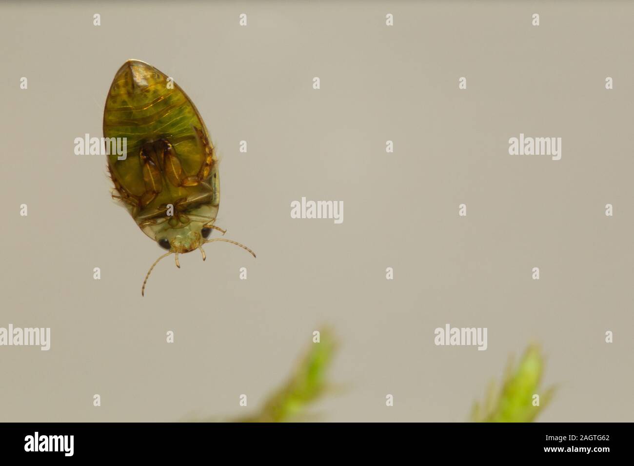 Laccophilus minutus Banque de photographies et d’images à haute ...