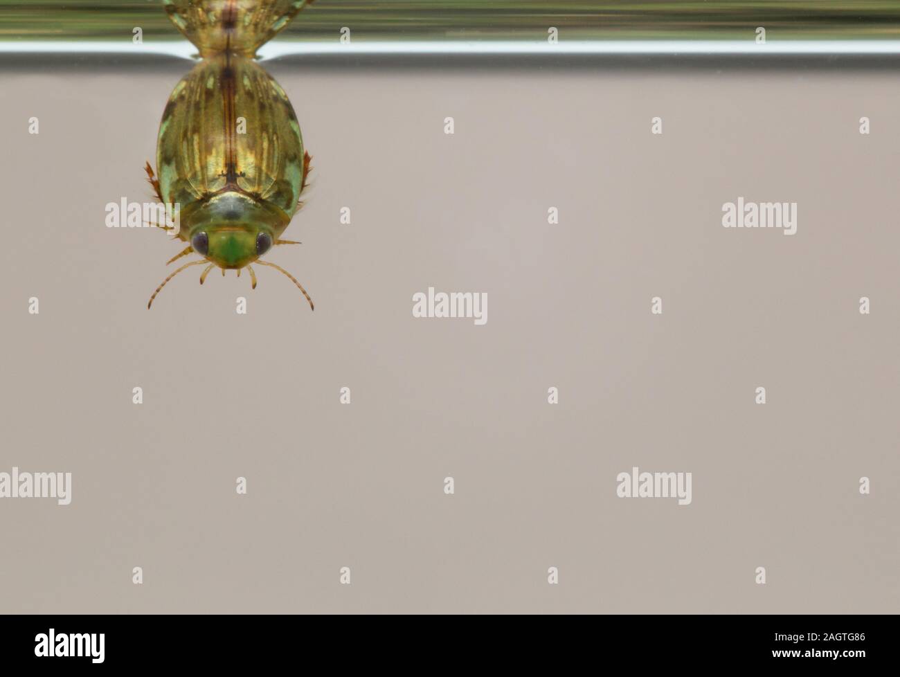 Laccophilus minutus Banque de photographies et d’images à haute ...