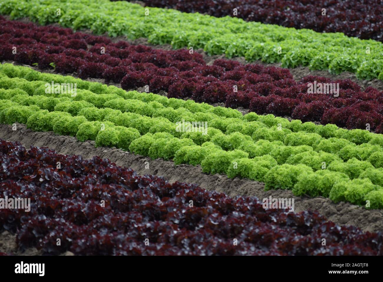 Lollo bianco et lollo rosso Banque de photographies et d’images à haute ...
