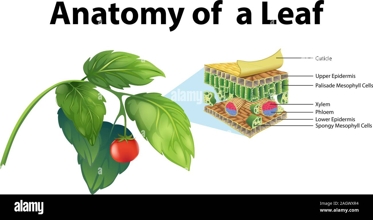 Schéma de l'anatomie d'une illustration de la feuille Image Vectorielle ...