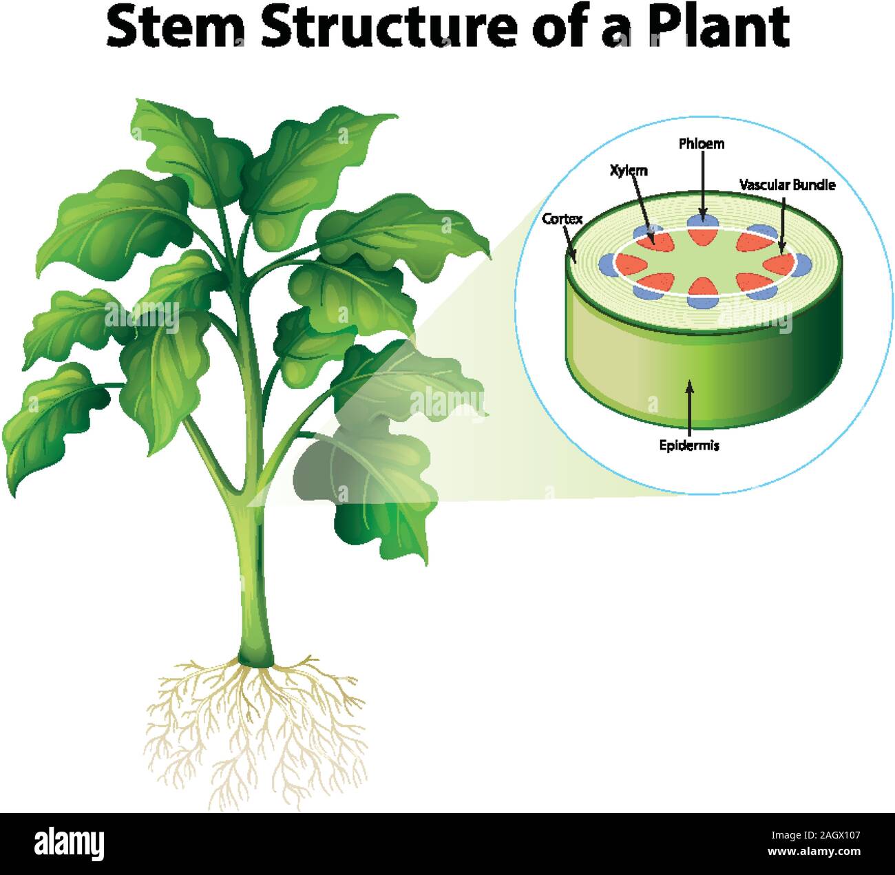 Schéma de structure de la tige d'une plante illustration Image ...