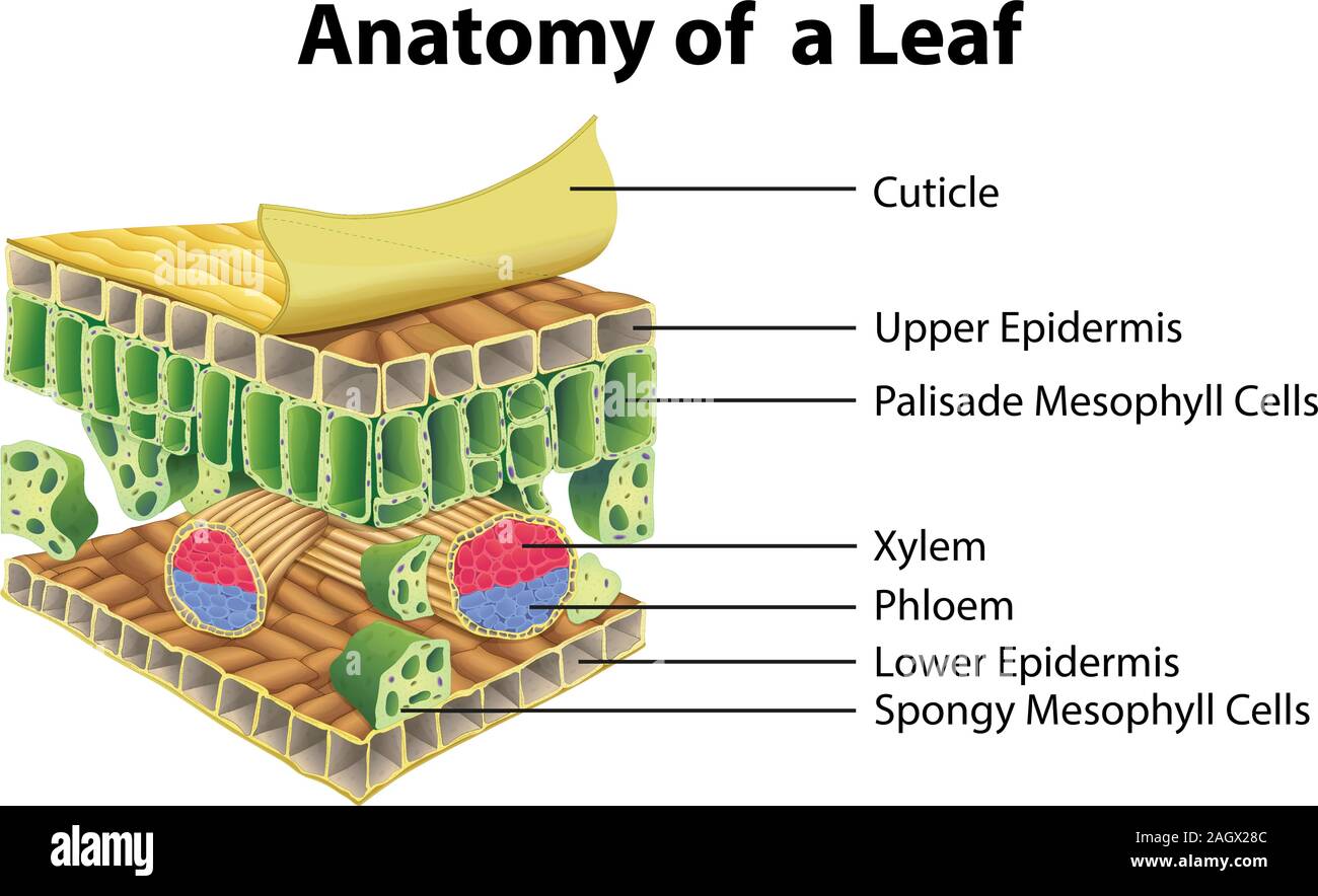 Schéma de l'anatomie d'une illustration de la feuille Image Vectorielle ...