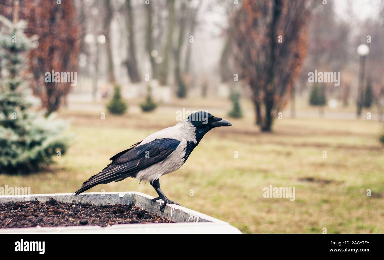 Le corbeau blanc Banque de photographies et d’images à haute résolution ...