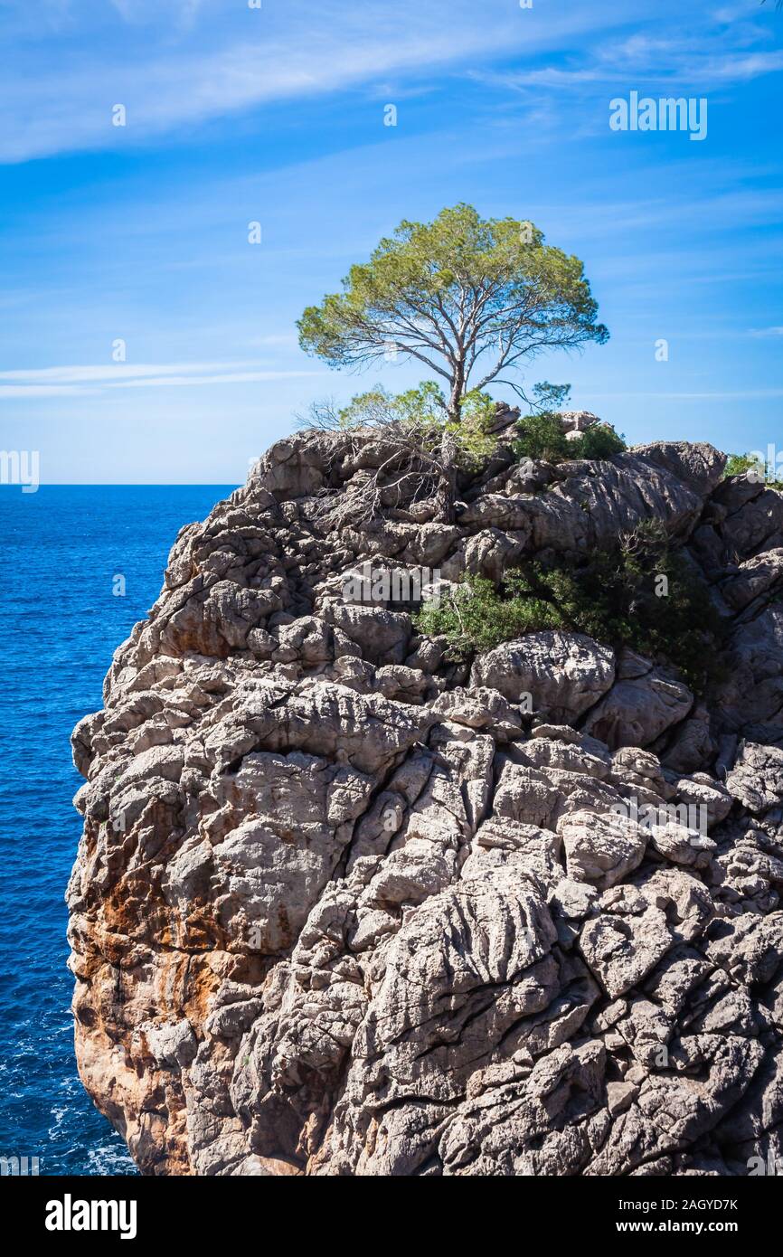 Un arbre au sommet du rocher Banque de photographies et d’images à ...
