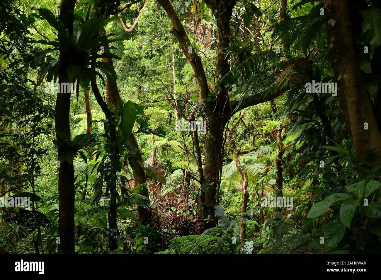La Soufriere Volcano rainforest sentier de randonnée en Guadeloupe ...