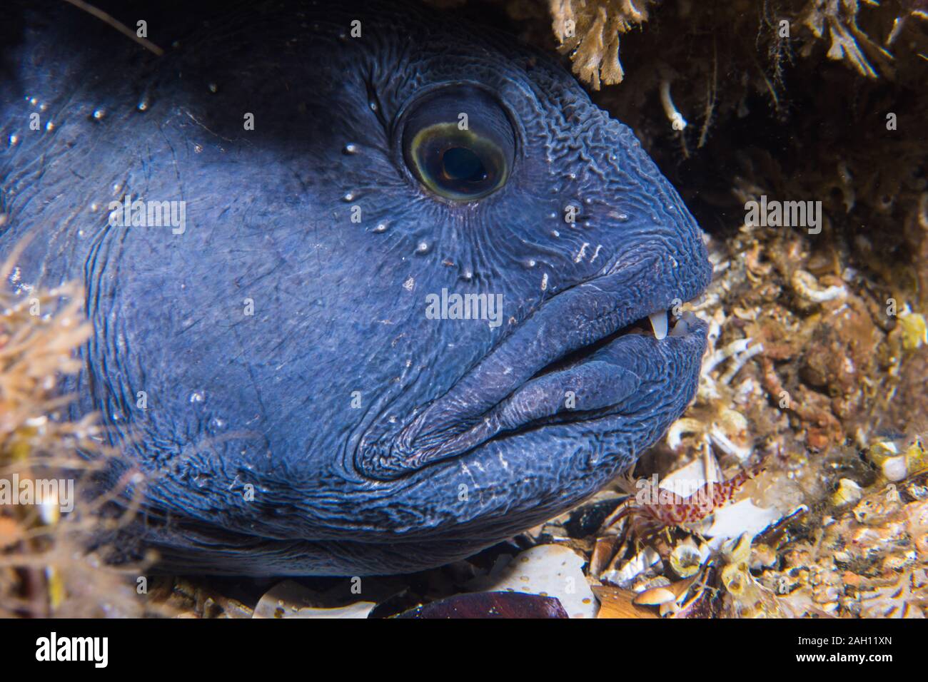 Poisson loup anarhichas lupus poisson de mer Banque de photographies et ...