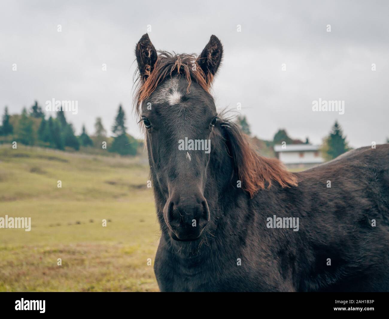 Cheval noir sauvage Banque de photographies et d’images à haute ...