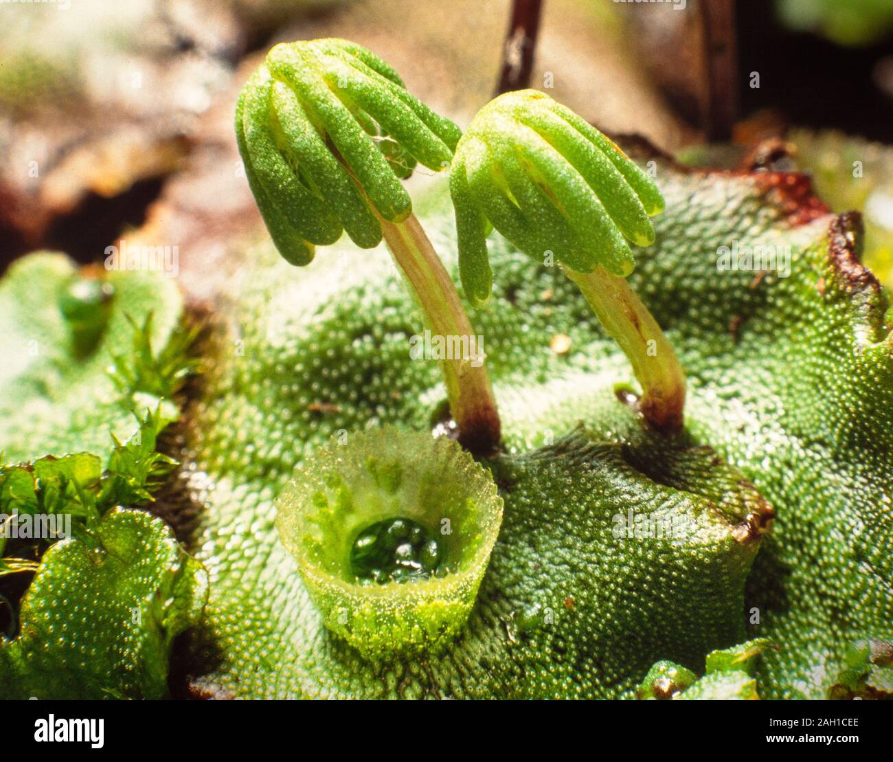 Marchantia polymorpha, l'hépatique, femelle adulte mâle 'parasols ...