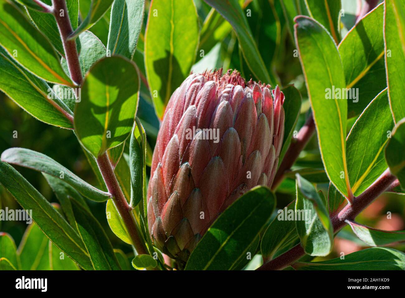 Protea neriifolia x susannae Banque de photographies et d’images à haute résolution - Alamy