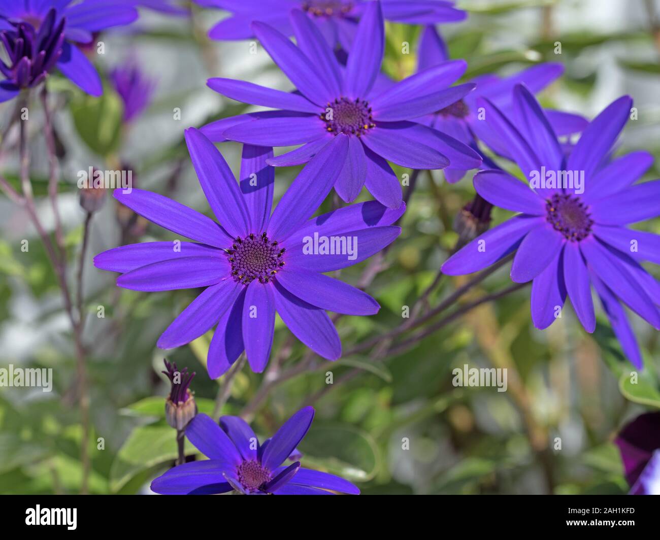 Pericallis plant senetti Banque de photographies et d’images à haute ...