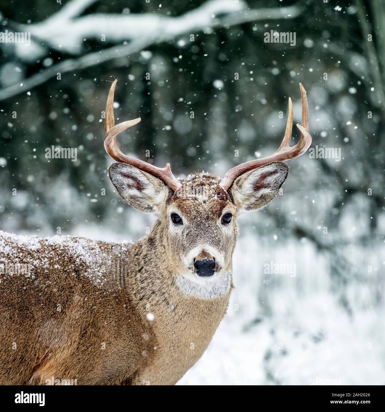 Cerf de virginie en hiver Banque de photographies et d’images à haute ...
