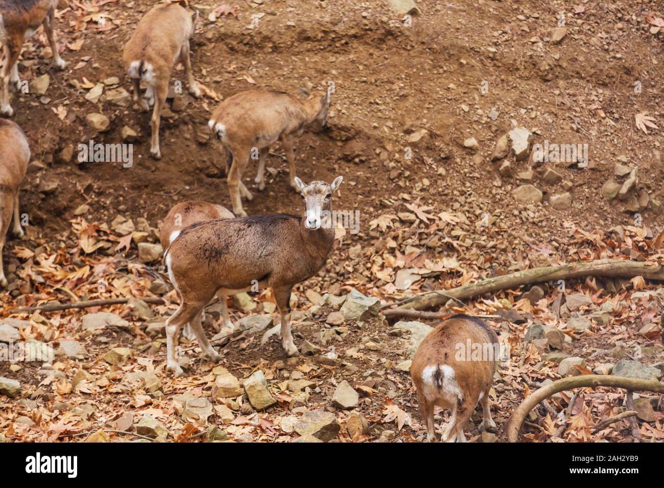 Chypre mouflon Banque de photographies et d’images à haute résolution ...