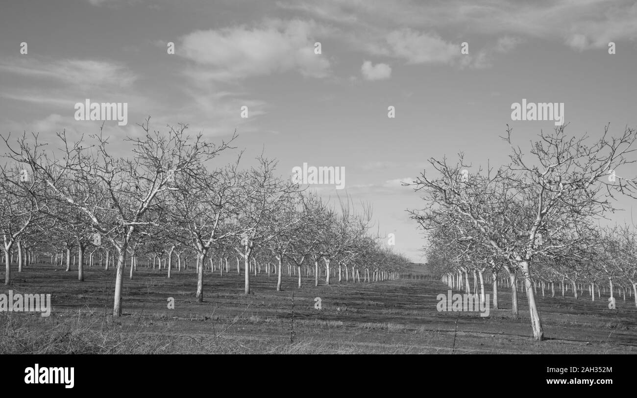 Arbres Noir Et Blanc Banque d'image et photos - Alamy