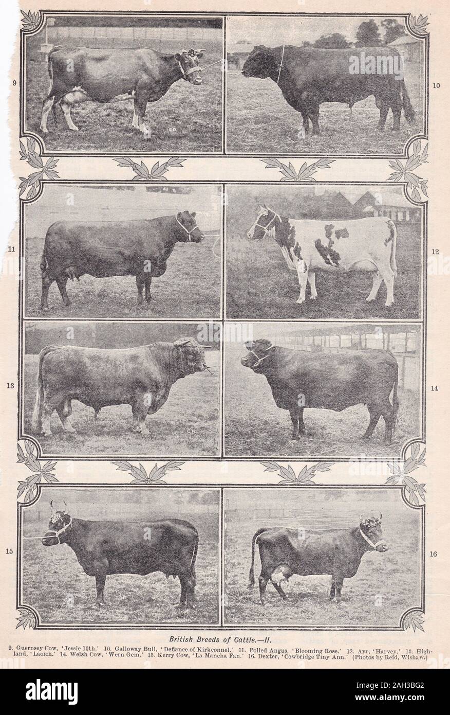 Bovins black angus galloway Banque de photographies et d’images à haute ...