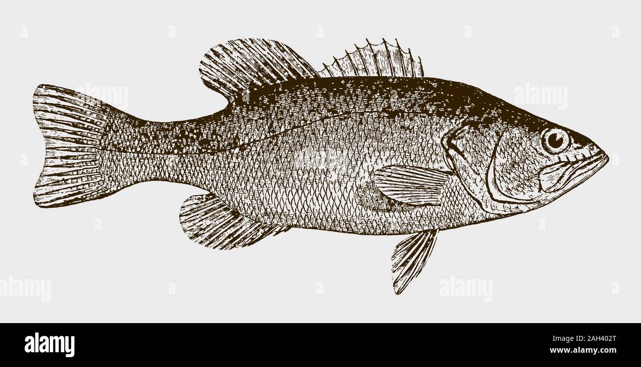 L'achigan à grande bouche ou black bass Micropterus salmoides en vue de ...