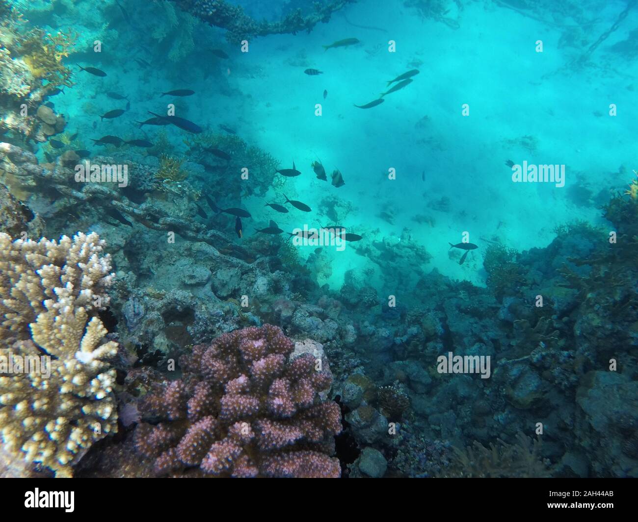 Monde sous-marin. Les coraux de la Mer Rouge. L'Égypte Photo Stock - Alamy