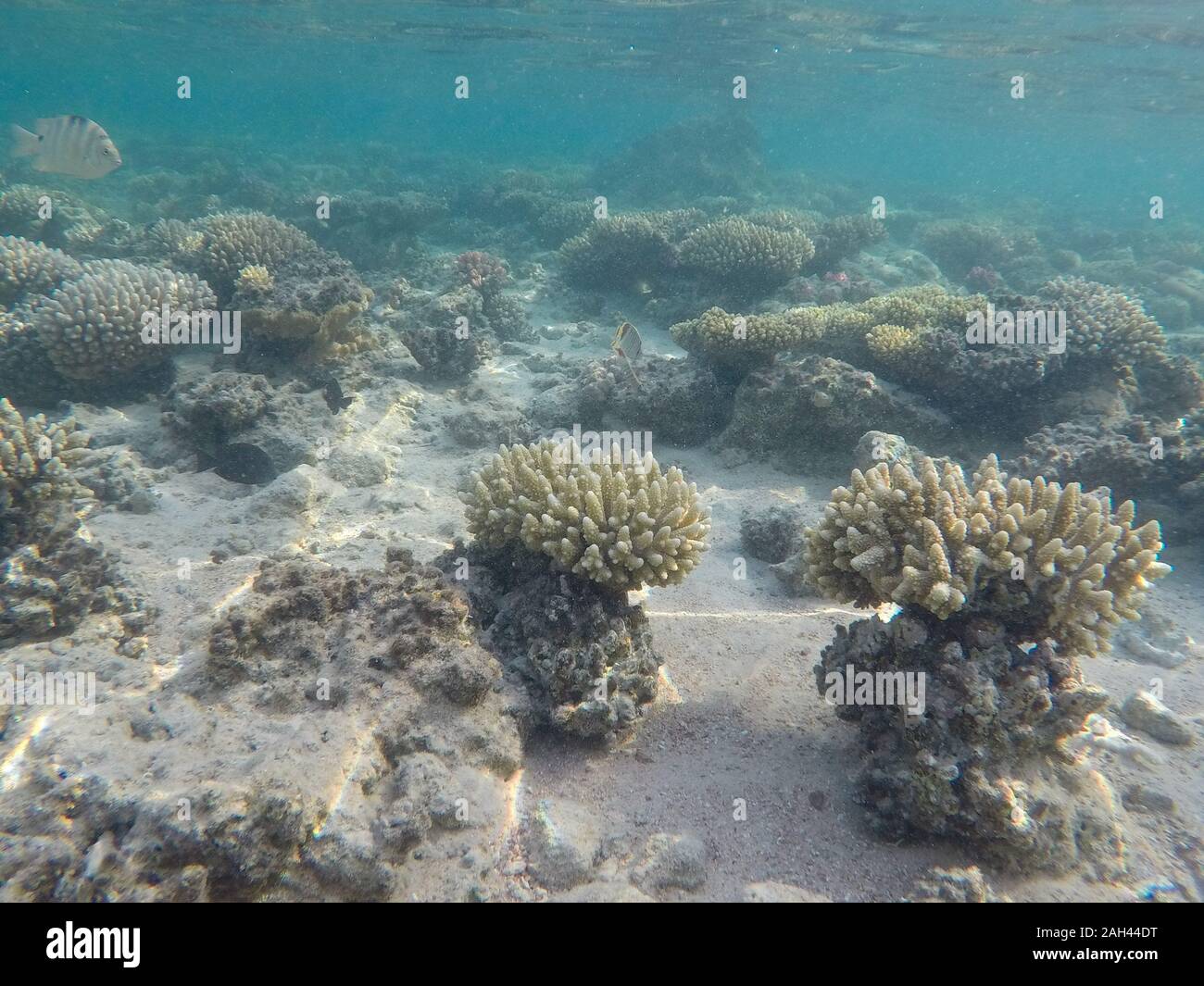 Monde sous-marin. Les coraux de la Mer Rouge. L'Égypte Photo Stock - Alamy