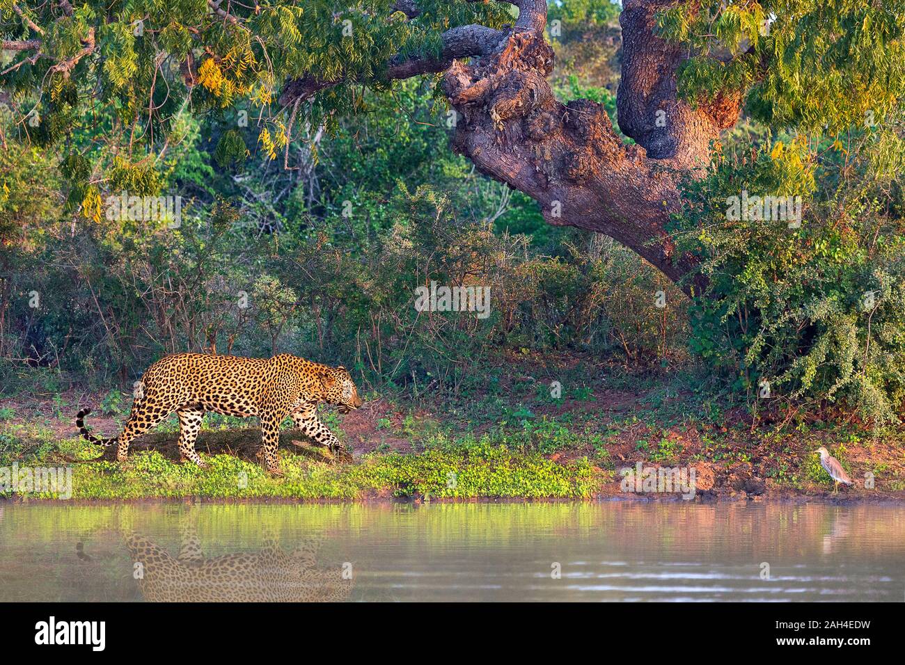 Panthere de ceylan Banque de photographies et d’images à haute ...