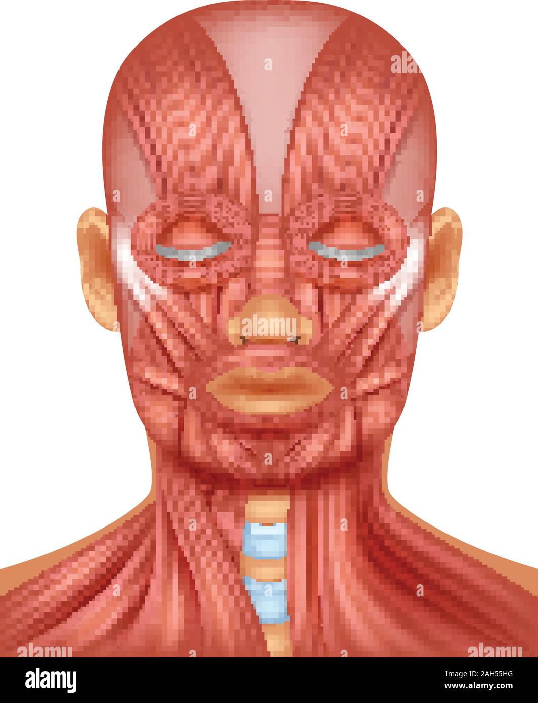 Female facial muscles illustration Banque d'images vectorielles - Alamy