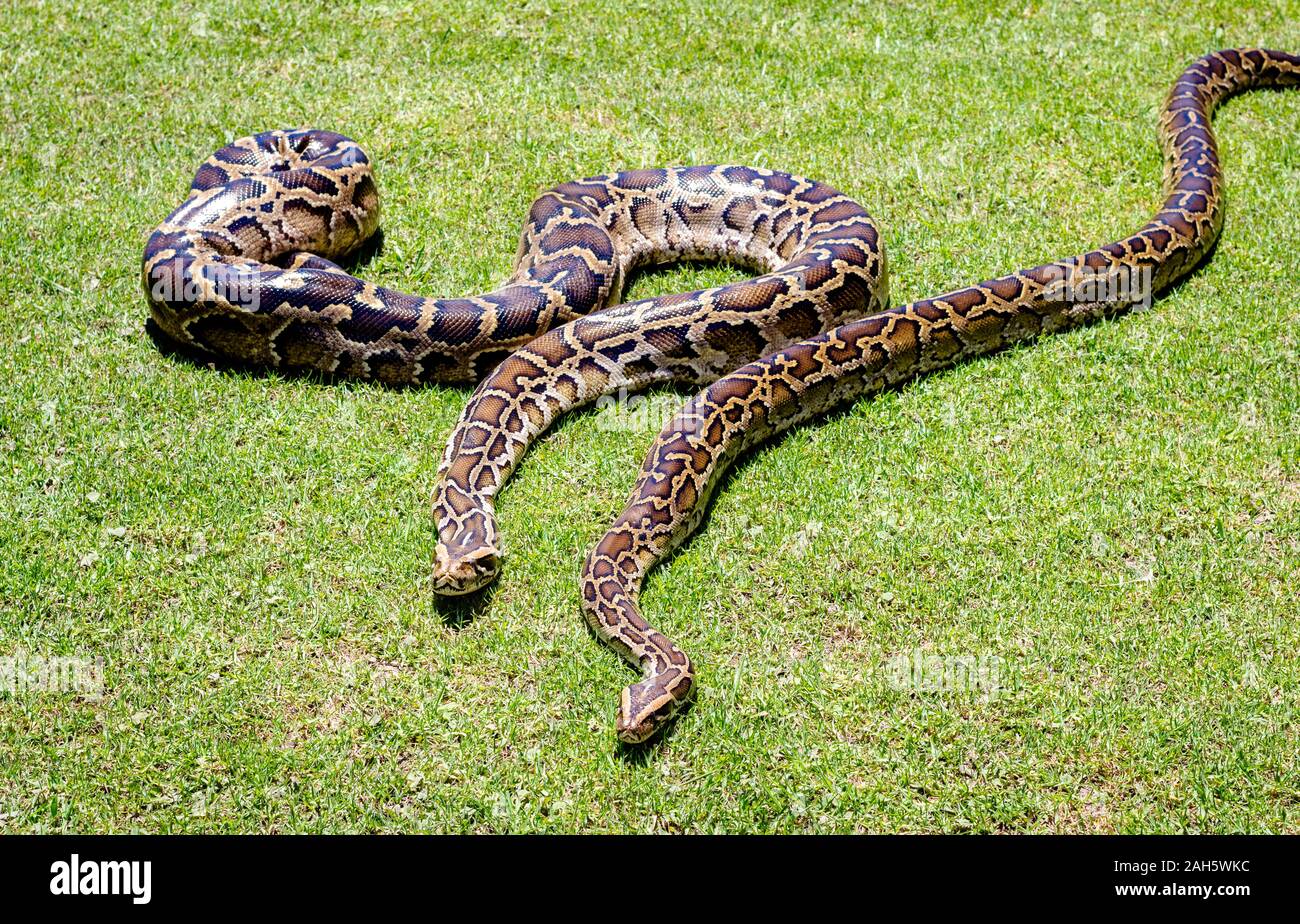 Beautiful snakes Banque de photographies et d’images à haute résolution ...
