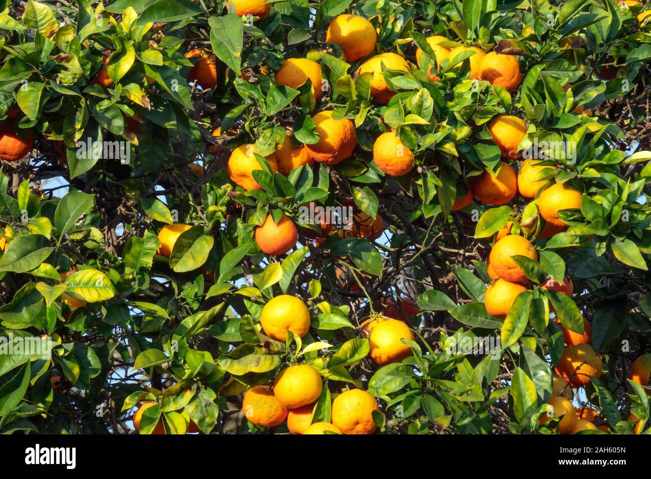 Oranges morocco produce fruit Banque de photographies et d’images à ...