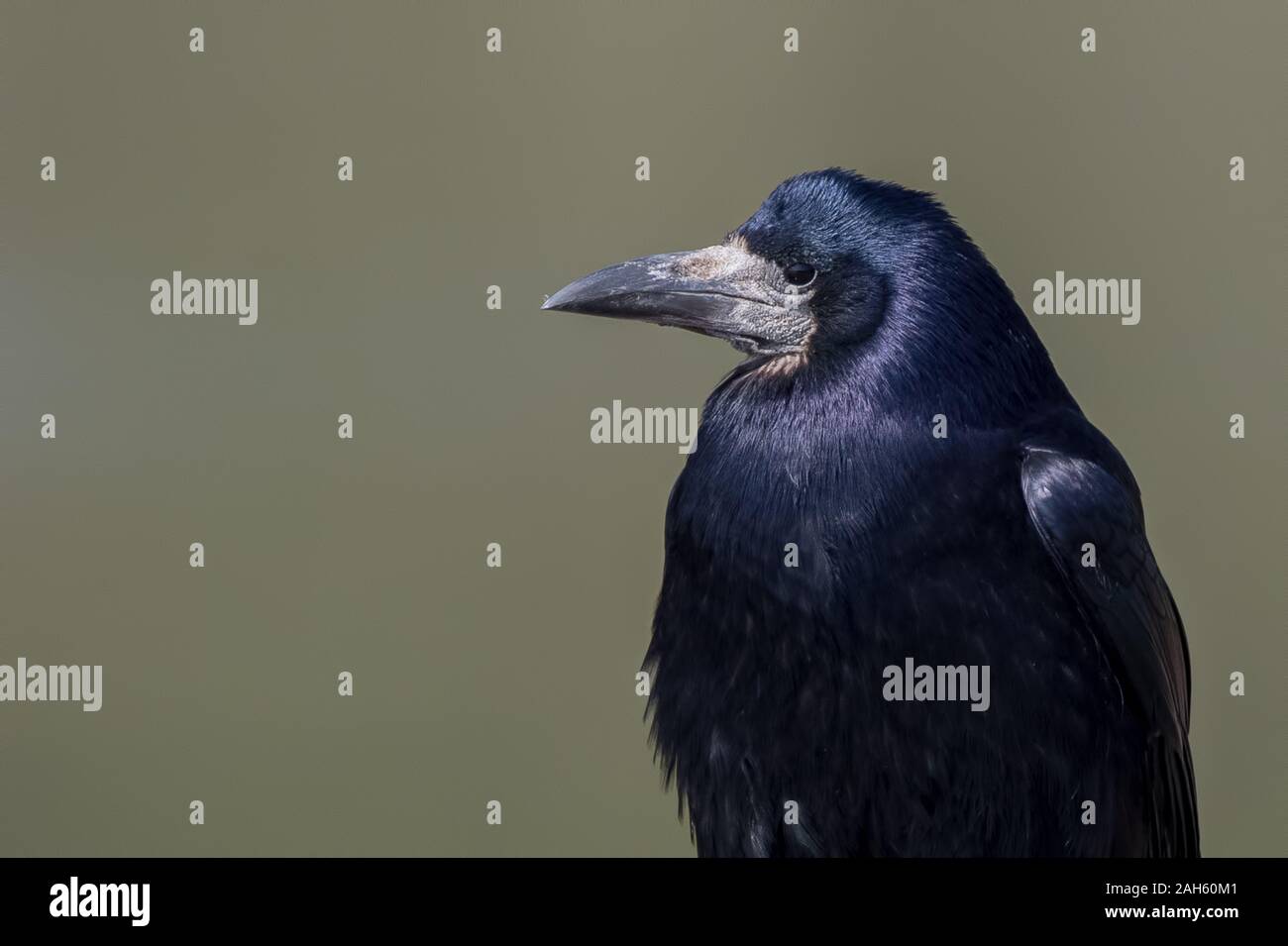 Rook portrait Banque de photographies et d’images à haute résolution ...