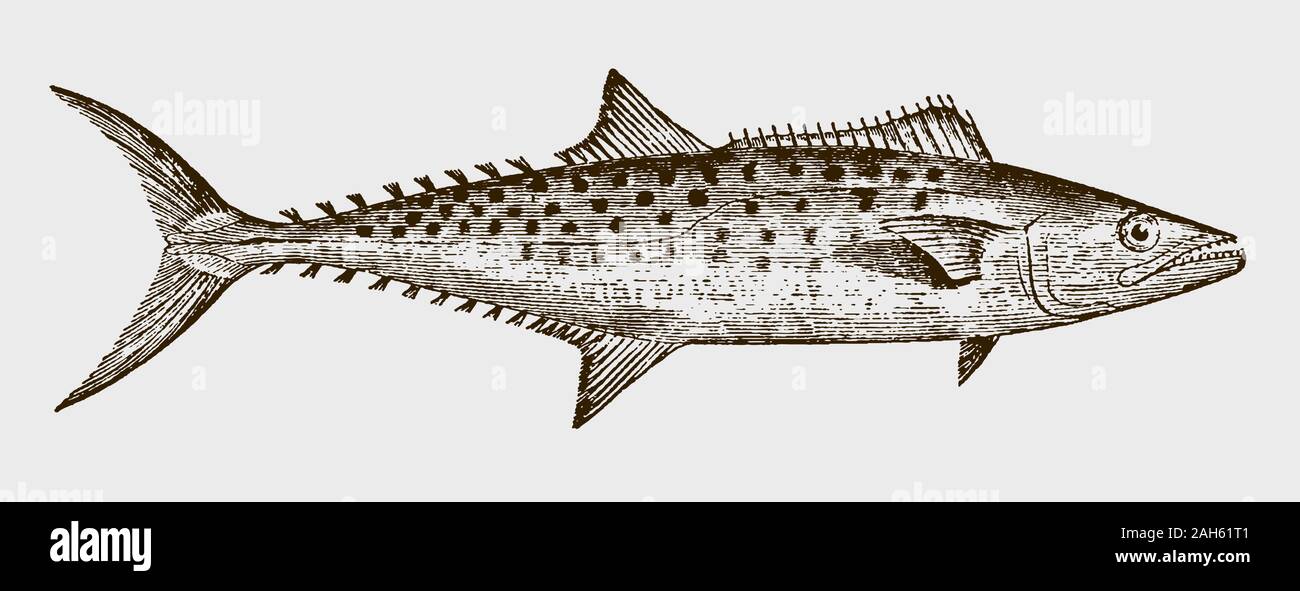 Le Thazard atlantique Scomberomorus maculatus en vue de côté après une ...