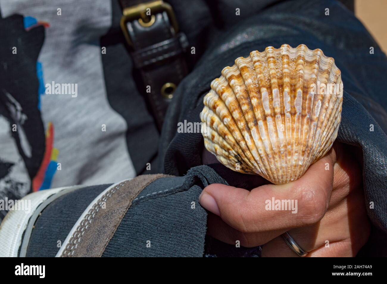 Sea shells in portugal Banque de photographies et d’images à haute ...