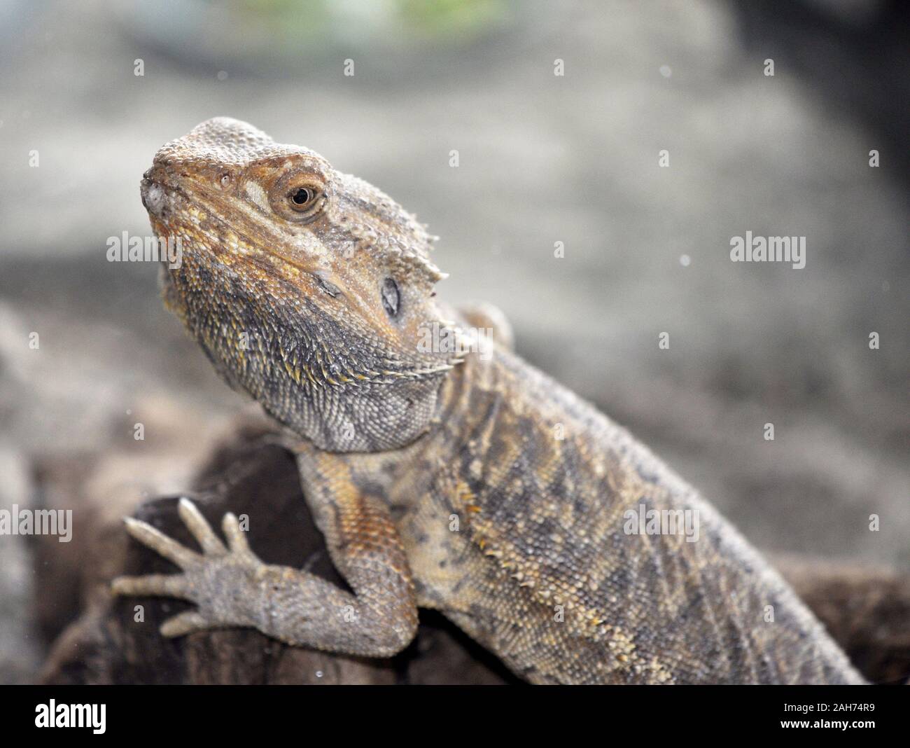 Lézard dragon barbu Banque de photographies et d’images à haute ...
