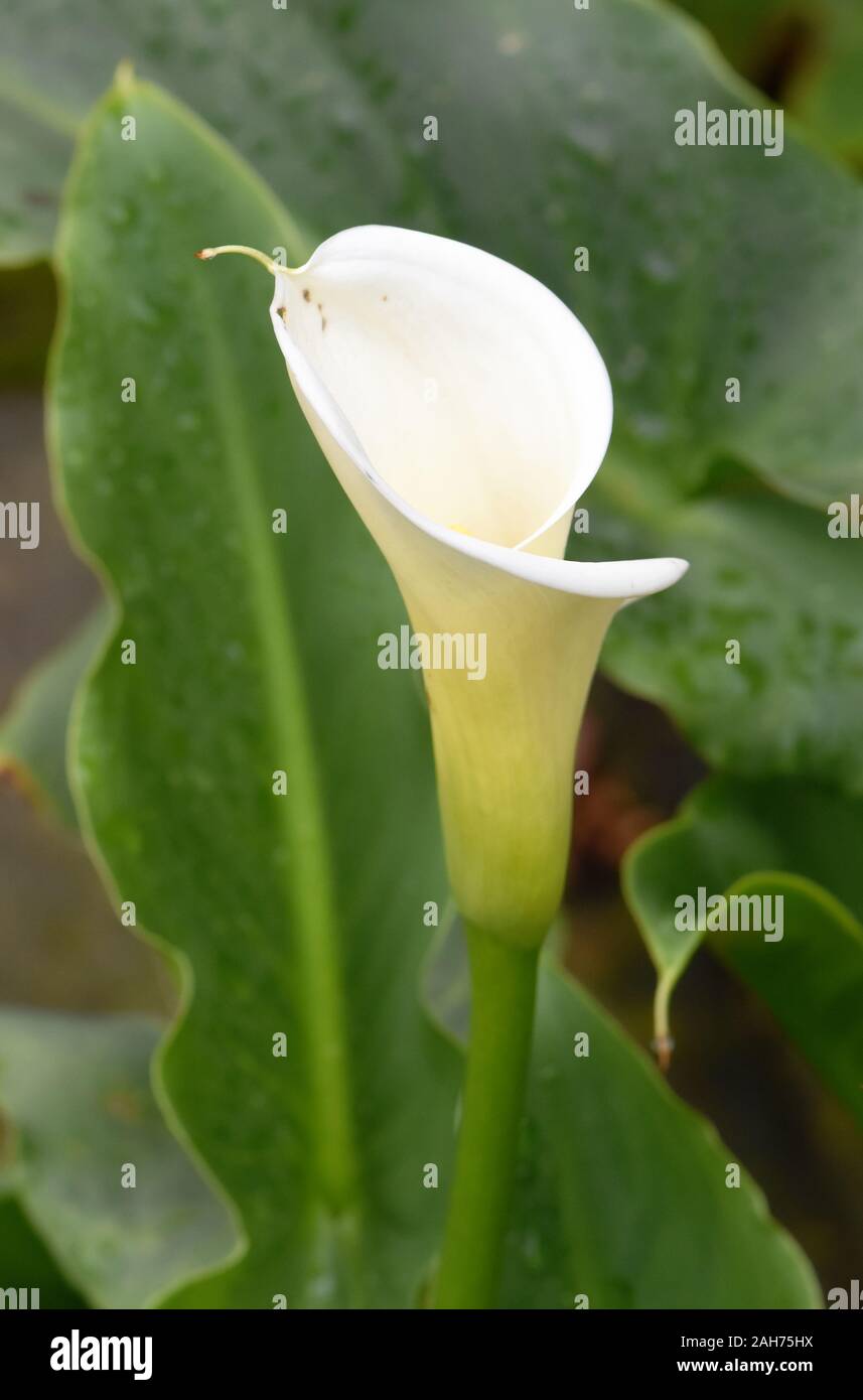 Gros plan d'une fleur de lys blanc Banque de photographies et d’images à haute résolution - Alamy