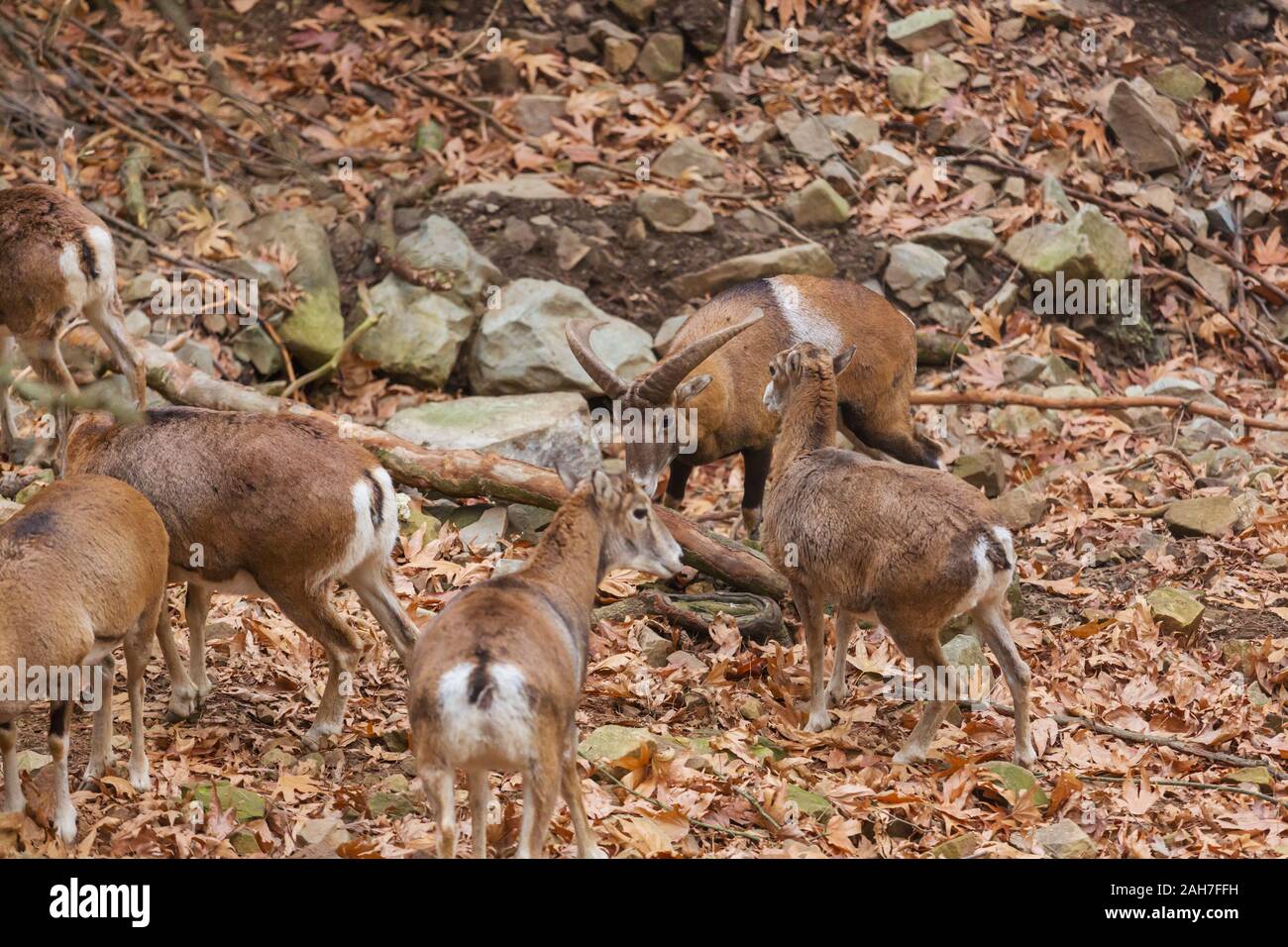 Chypre mouflon Banque de photographies et d’images à haute résolution ...