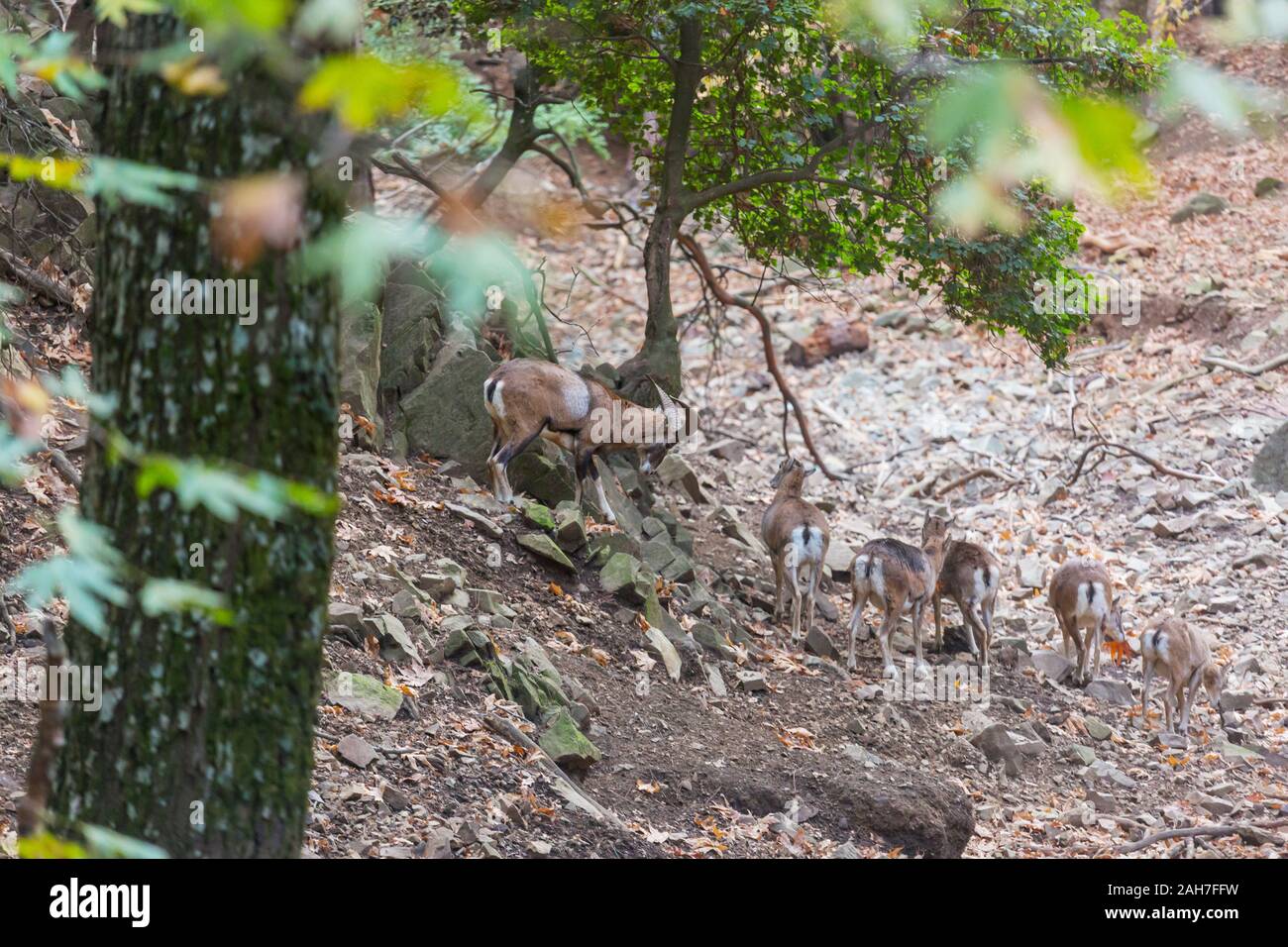 Chypre mouflon Banque de photographies et d’images à haute résolution ...